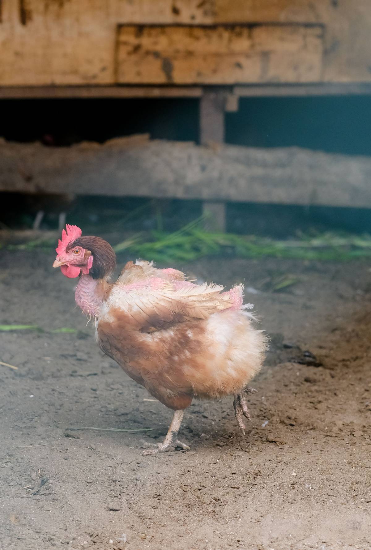 Old Layers Chicken - Lekki Farms Lagos