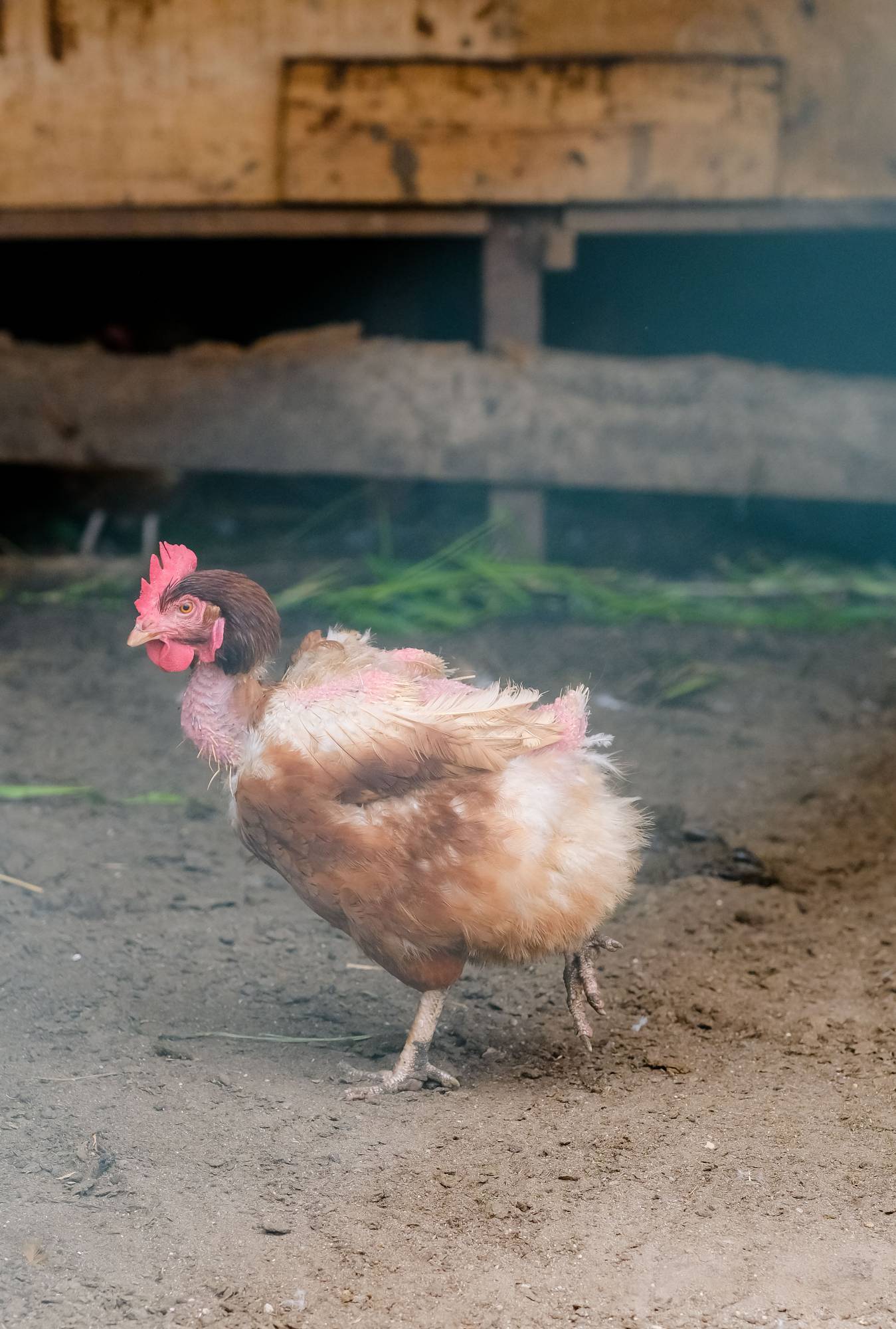 Old Layers Chicken - Lekki Farms Lagos