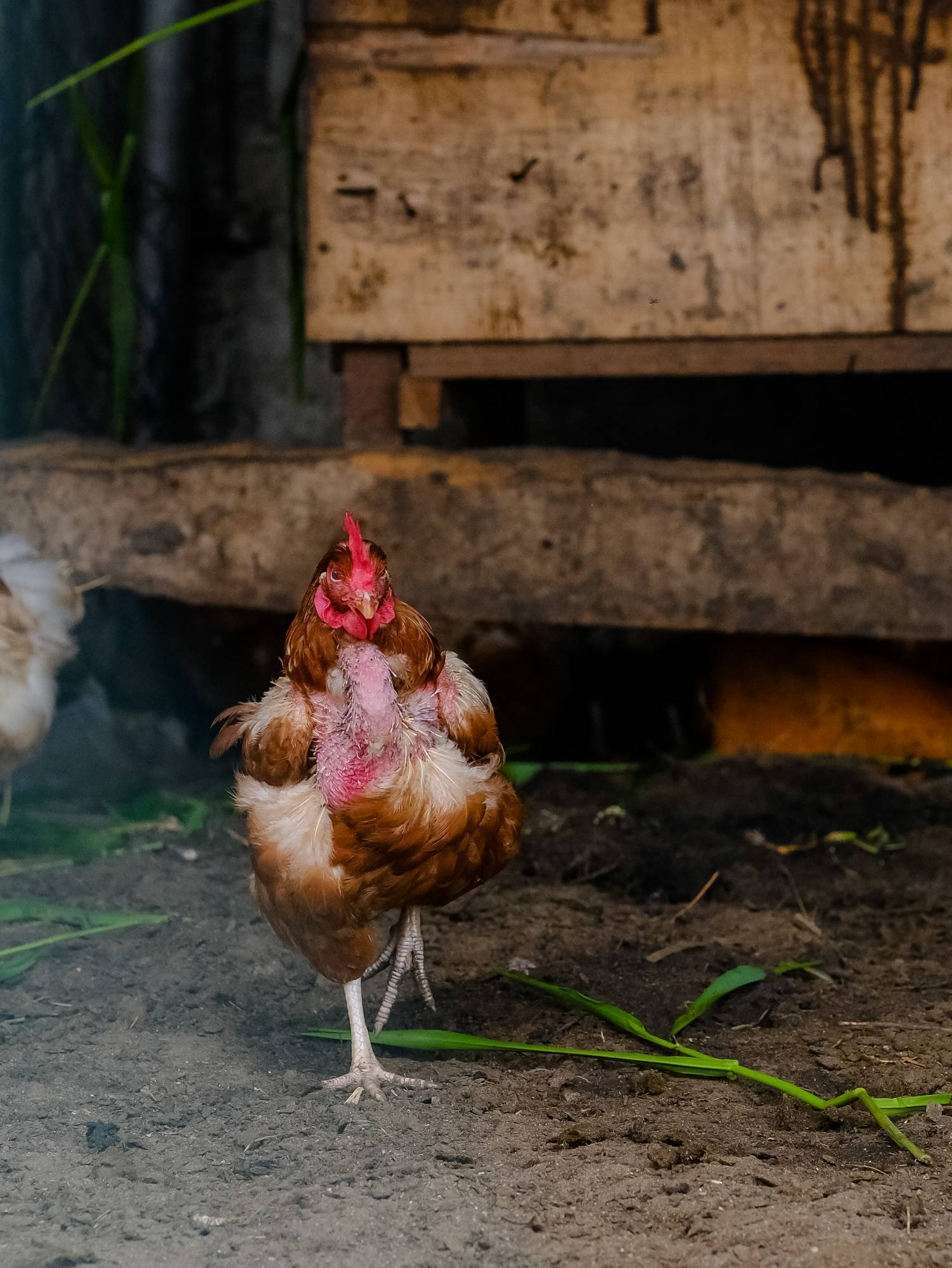 Old Layers Chicken - Lekki Farms Lagos